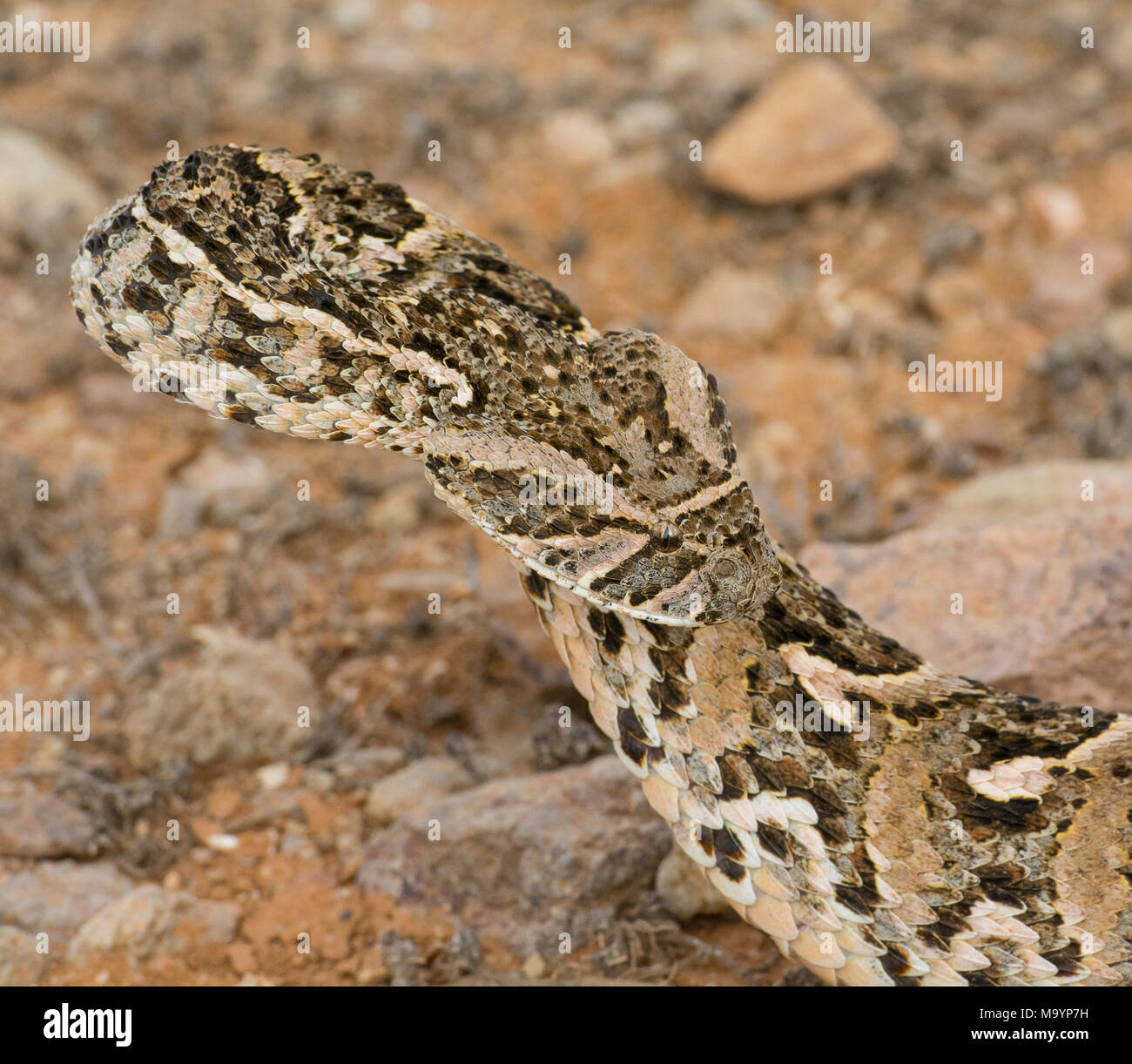 Venomous snakes of north africa hi-res stock photography and images - Alamy