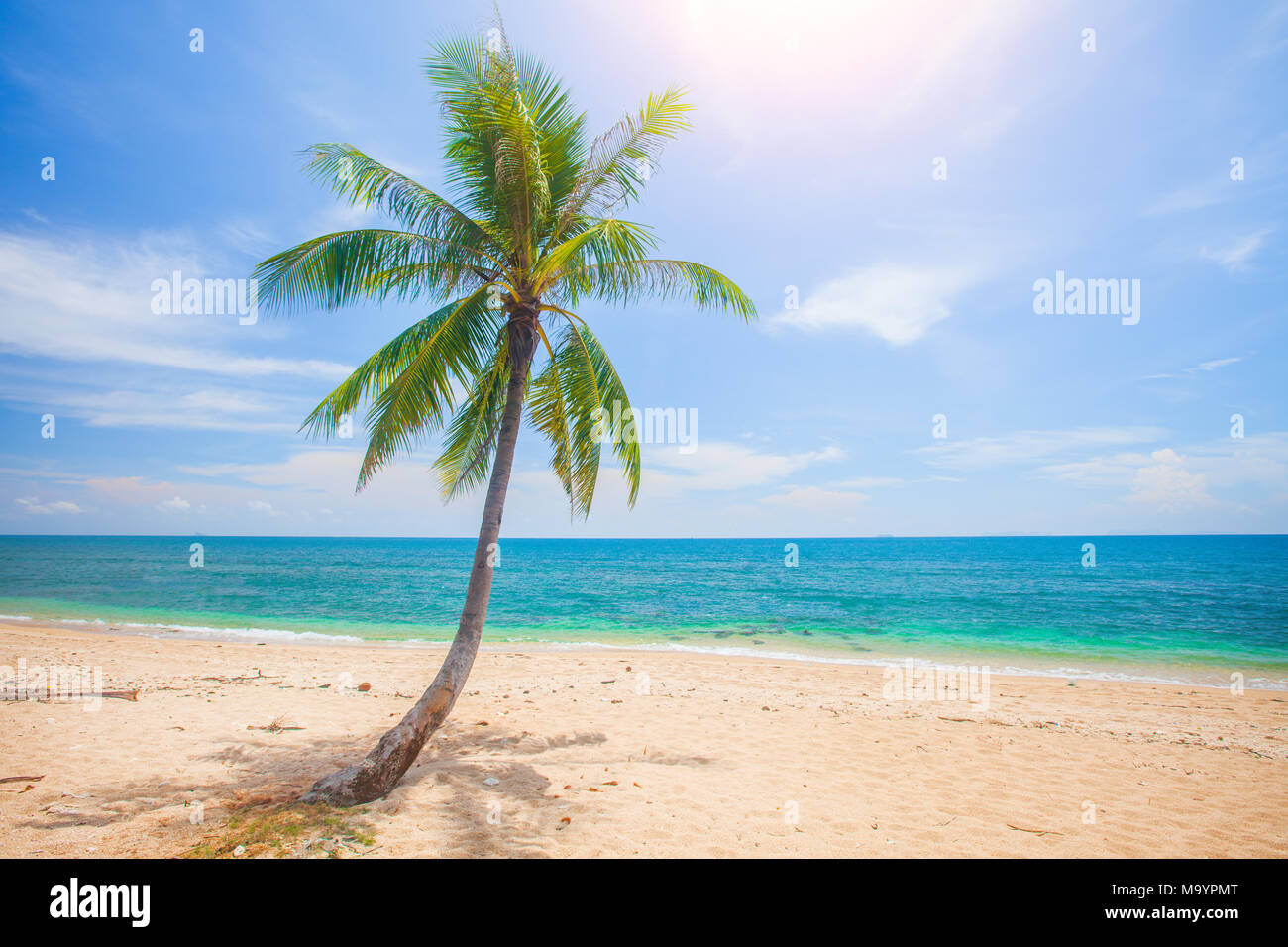 Plm beach hi-res stock photography and images - Alamy