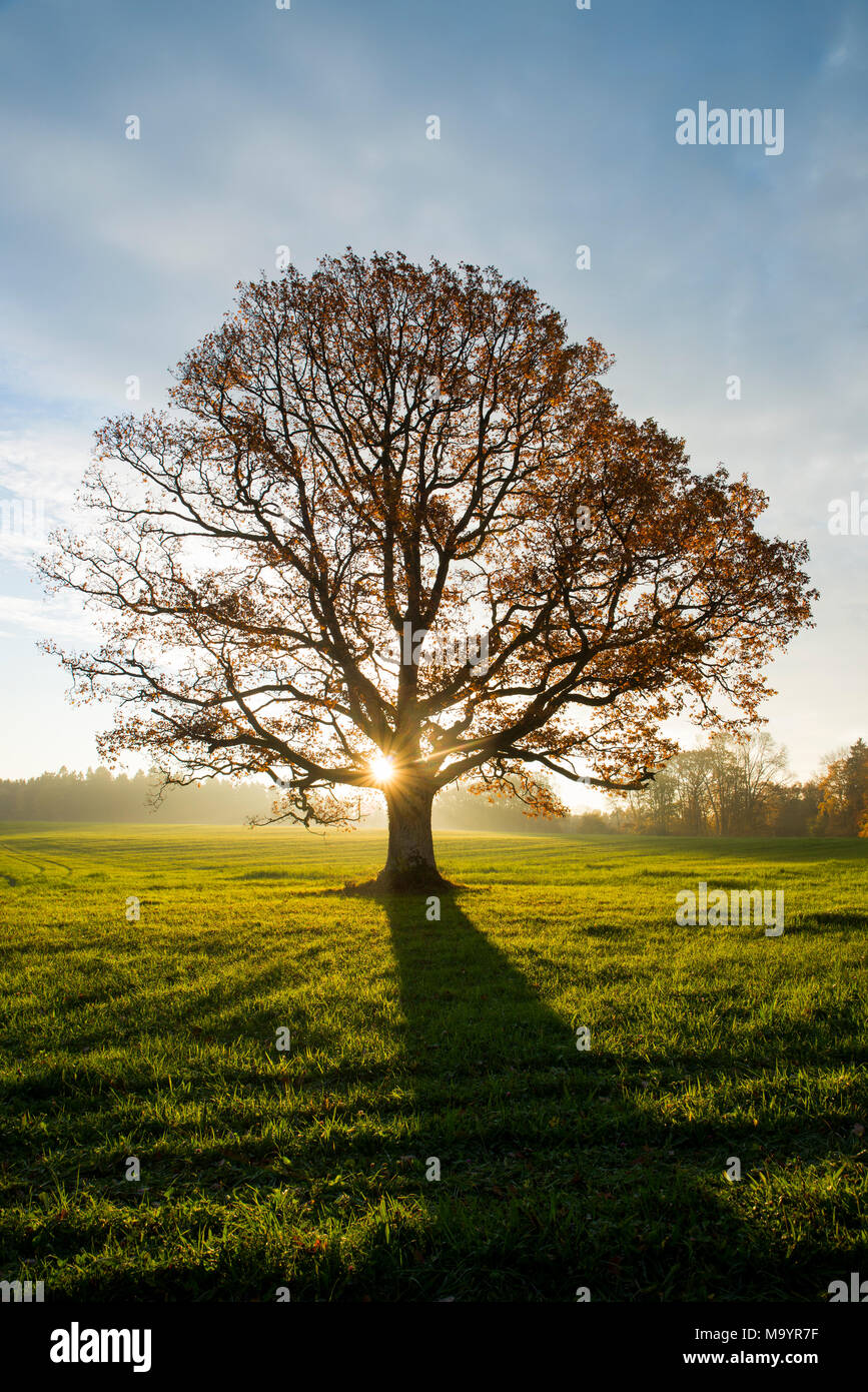 Empty branches hi-res stock photography and images - Alamy