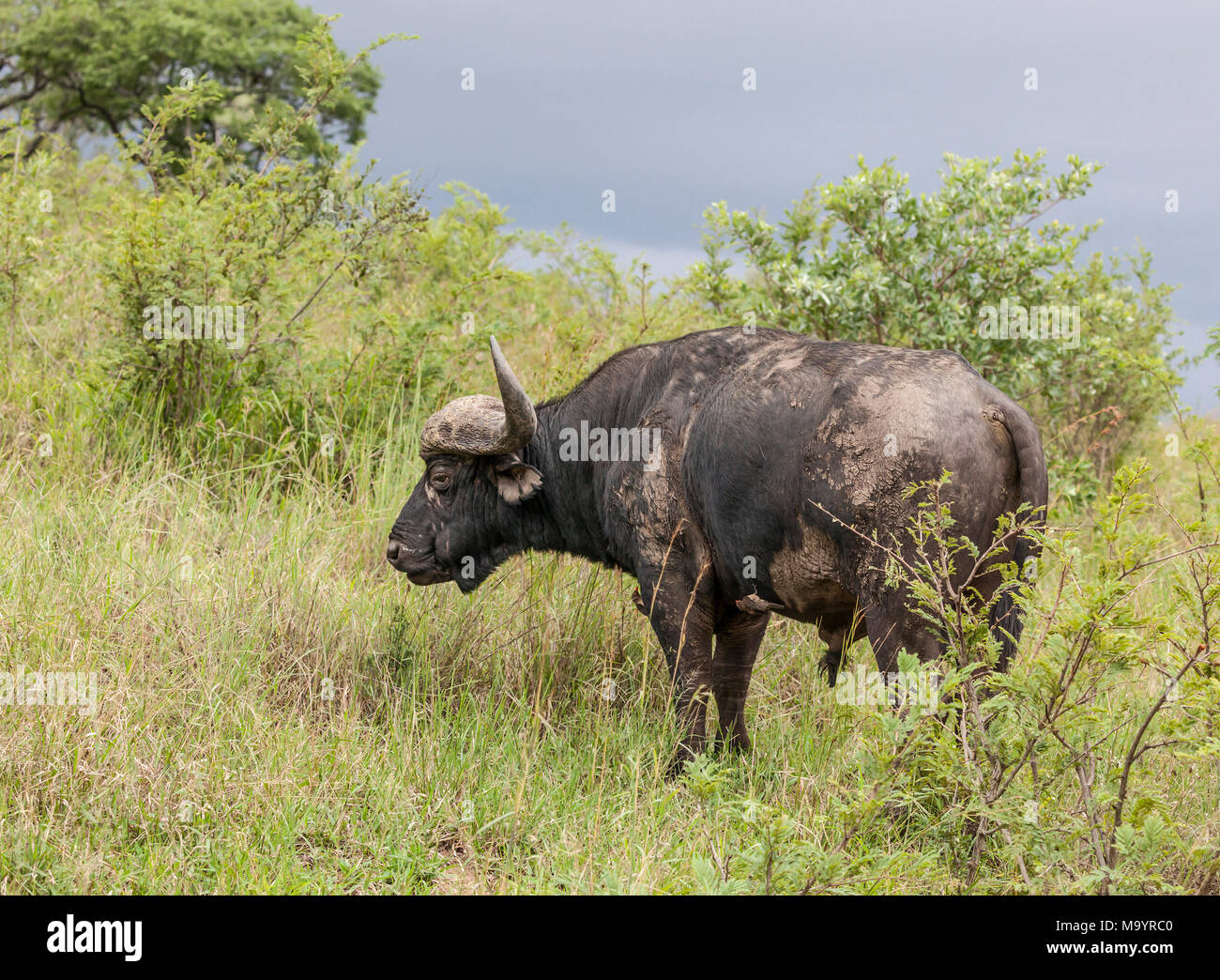 Oxpeckers hi-res stock photography and images - Alamy
