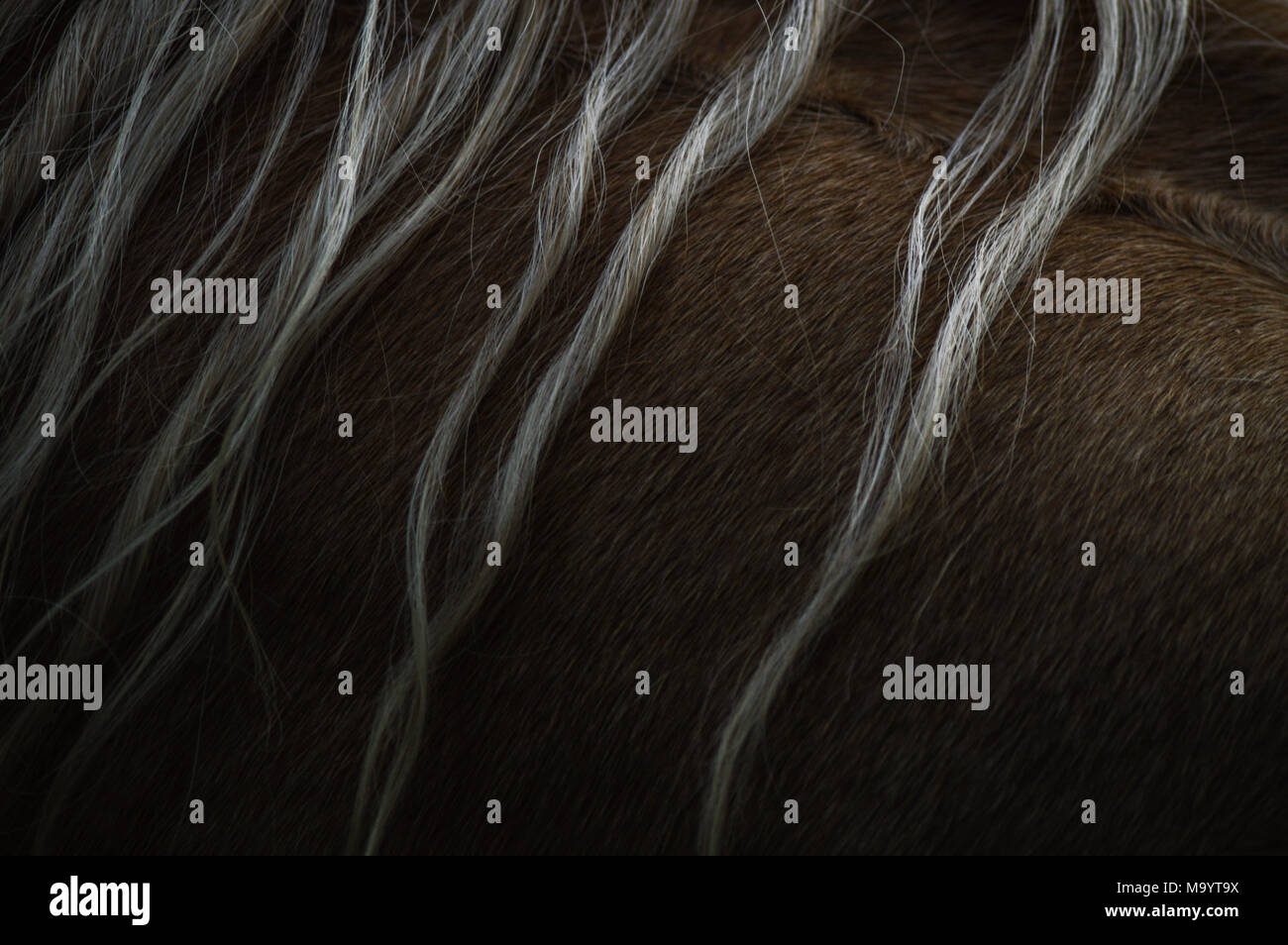 Hair mane hi-res stock photography and images - Alamy