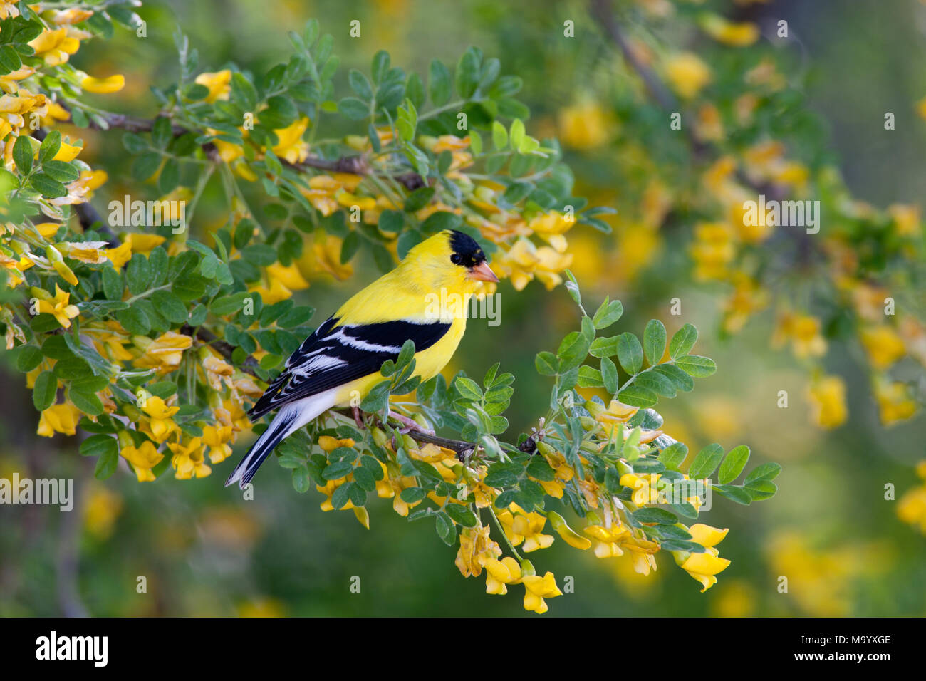 American Goldfinch perching in Flowers Bird Songbird Ornithology ...