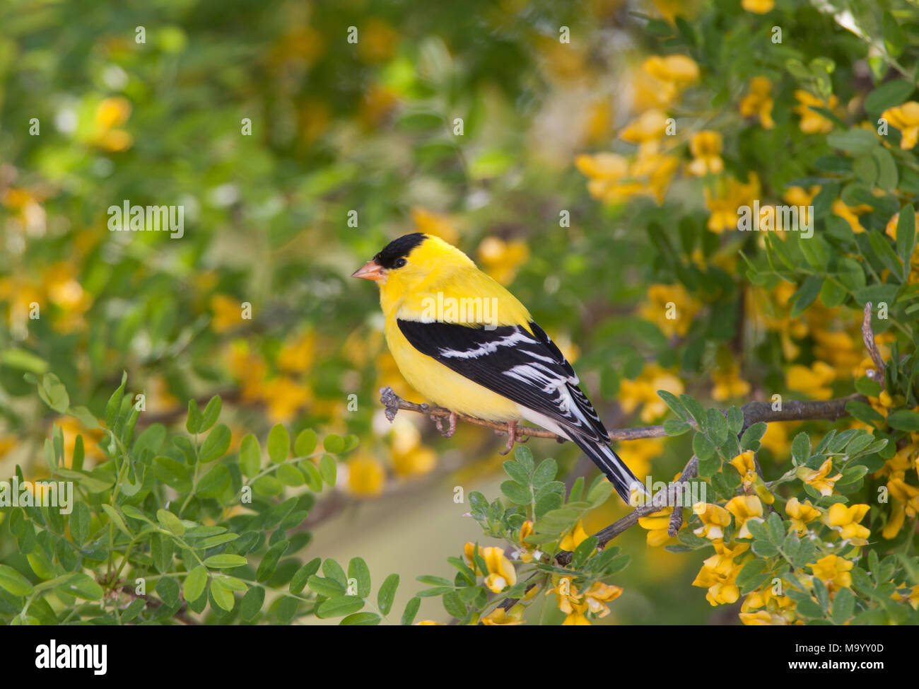 American Goldfinch perching in Flowers Bird Songbird Ornithology ...