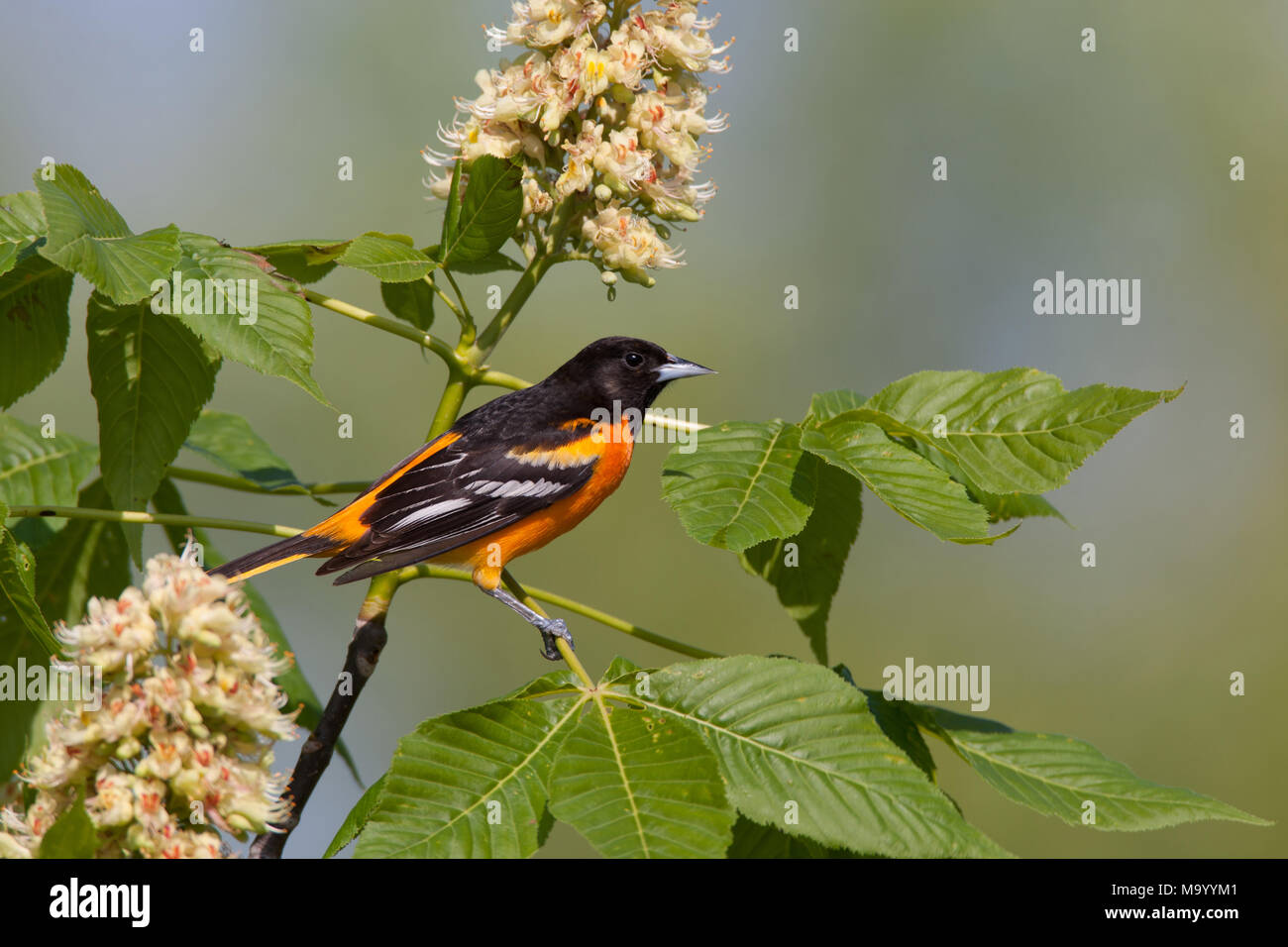 Baltimore Oriole in Flowers Bird Ornithology Science Nature Wildlife ...