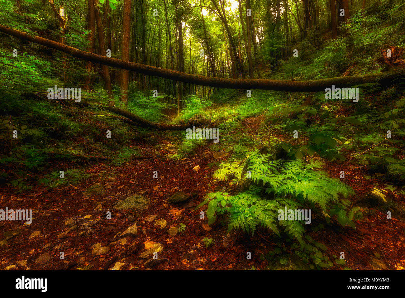 Hungarian forest hi-res stock photography and images - Alamy