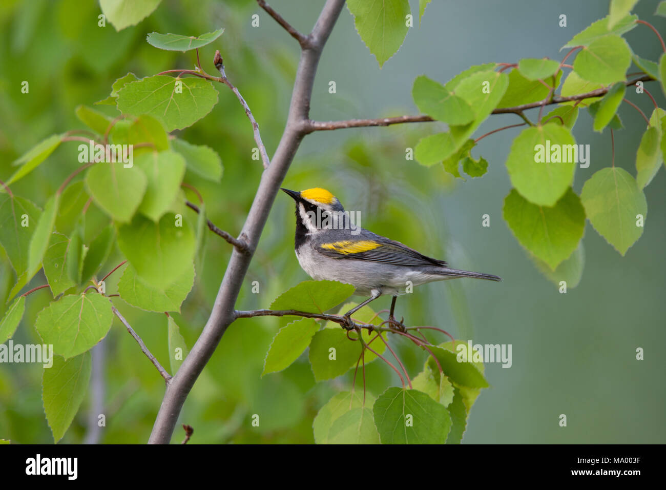 Golden-winged Warbler Bird Songbird Ornithology Science Nature Wildlife ...