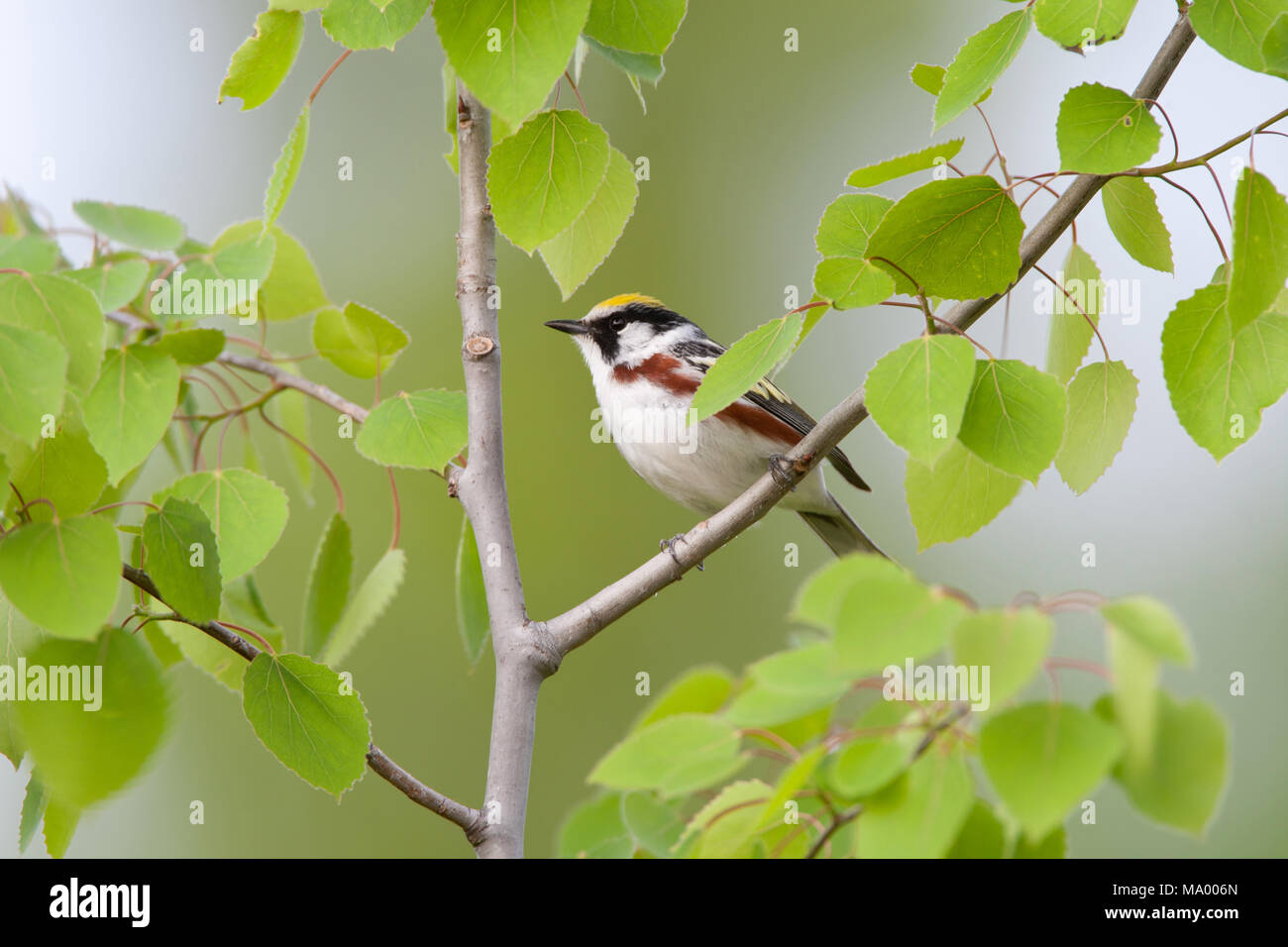 Songbirds and wildlife habitat hi-res stock photography and images - Alamy