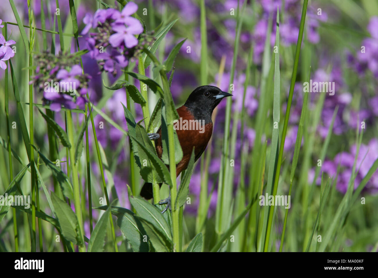 Orchard Oriole perching in Purple Flowers Bird Songbird Ornithology ...