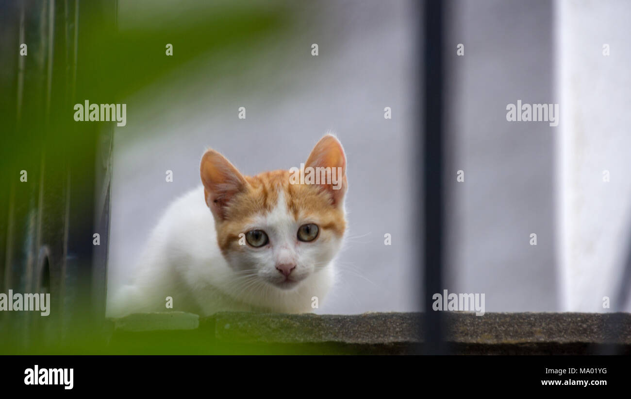 White Cat Looking Out Window