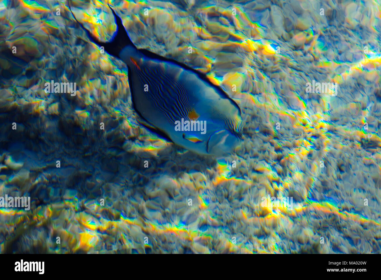 Multicolored beautiful red sea fish over the thickness of the water on ...