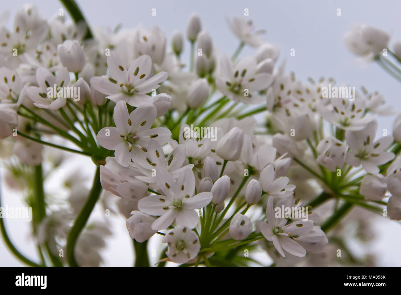 Ransom flower hi-res stock photography and images - Alamy