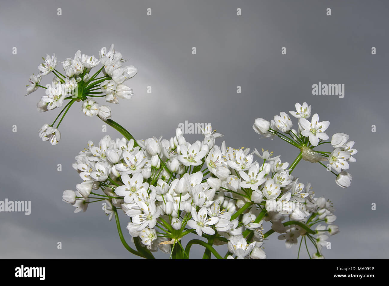 Ransom flower hi-res stock photography and images - Alamy