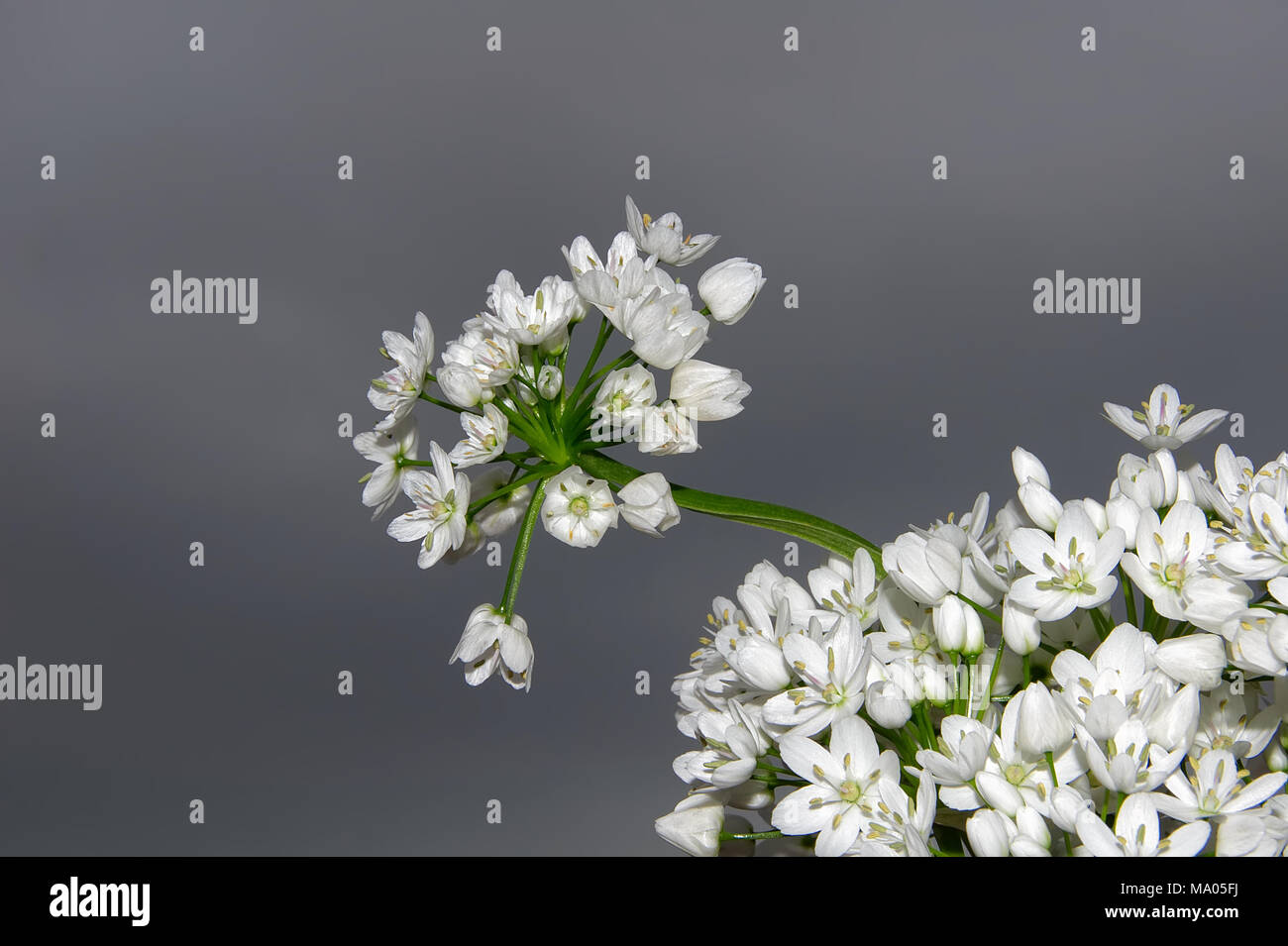 Ransom flower hi-res stock photography and images - Alamy