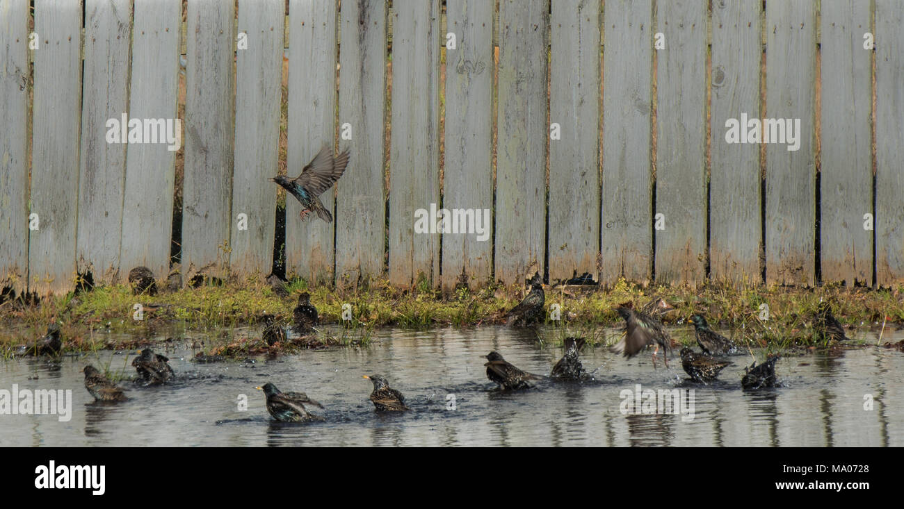 Flock of birds swimming in puddle with fence, grass and flying bird in ...