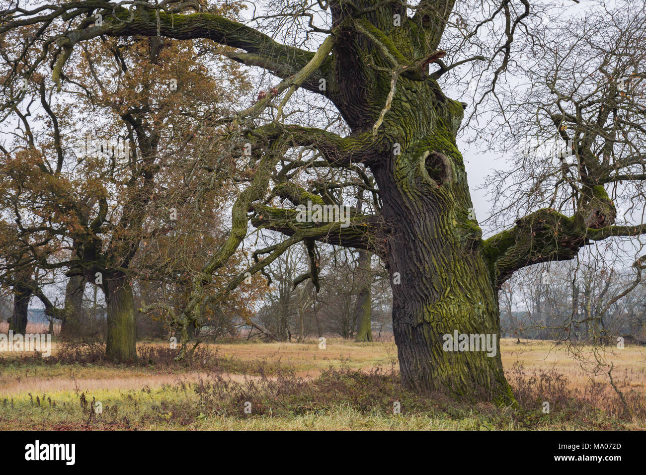 Leafless oak tree hi-res stock photography and images - Alamy