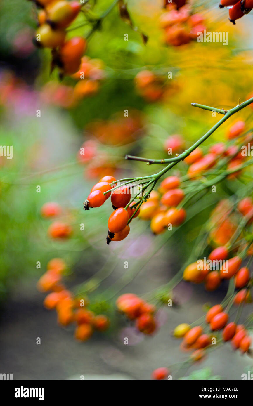 Dog rose shrub (Rosa canina) fruits Stock Photo - Alamy