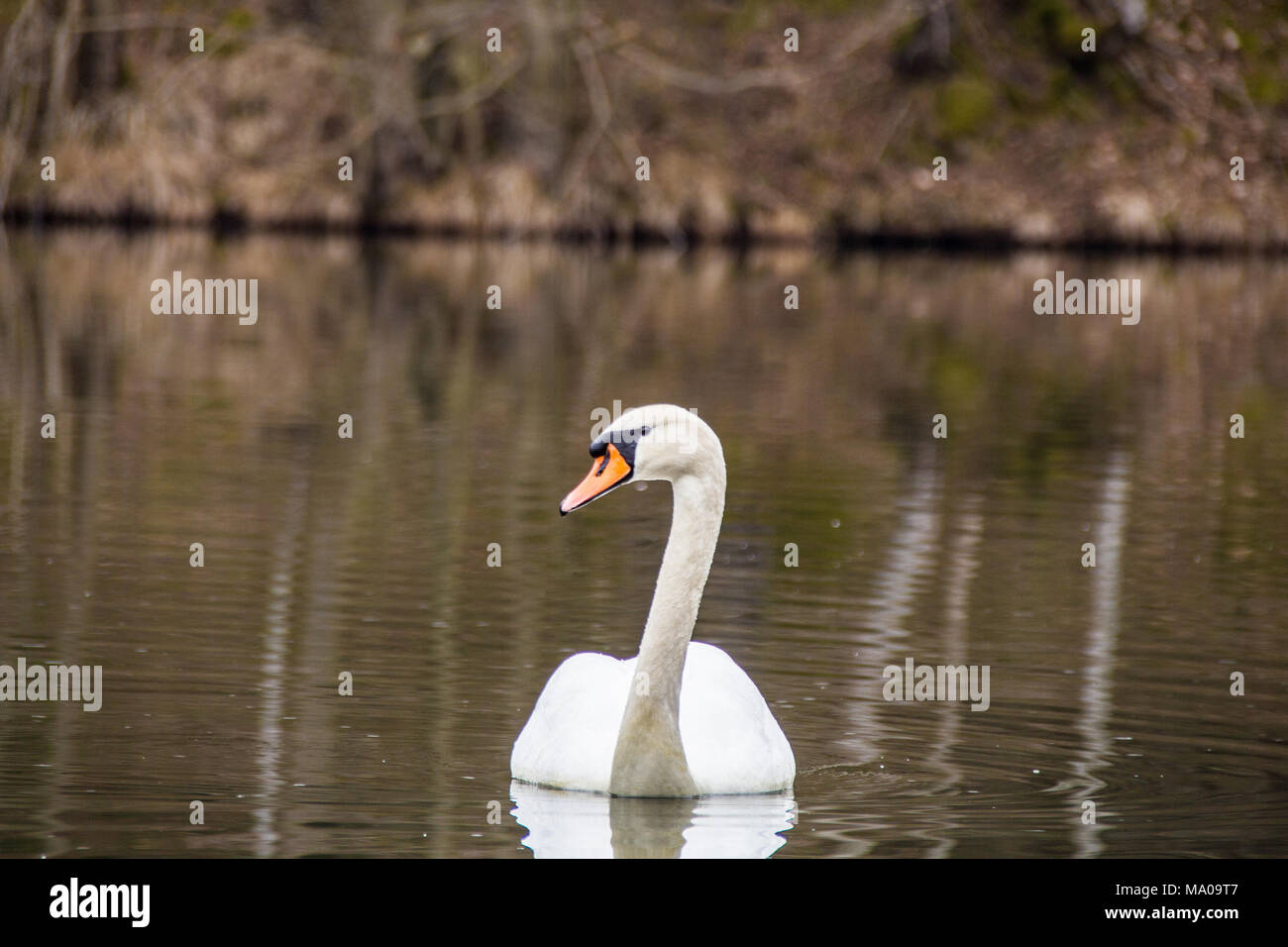 Reflecting swan hi-res stock photography and images - Alamy