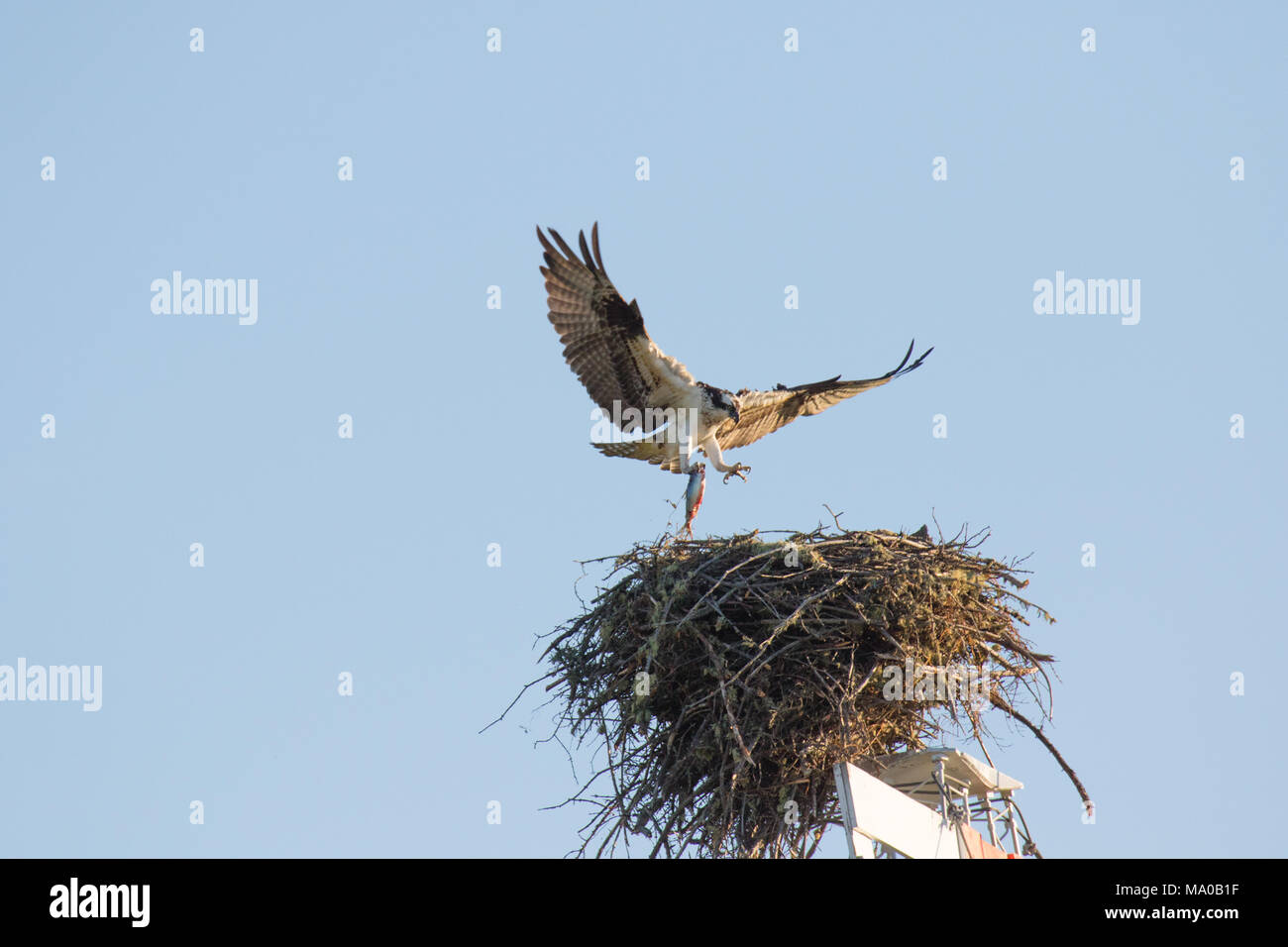 Seahawk bird hi-res stock photography and images - Alamy