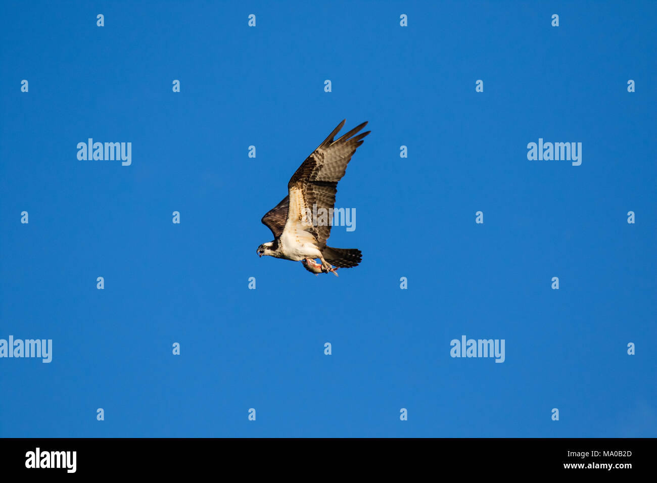 Seahawk bird hi-res stock photography and images - Alamy