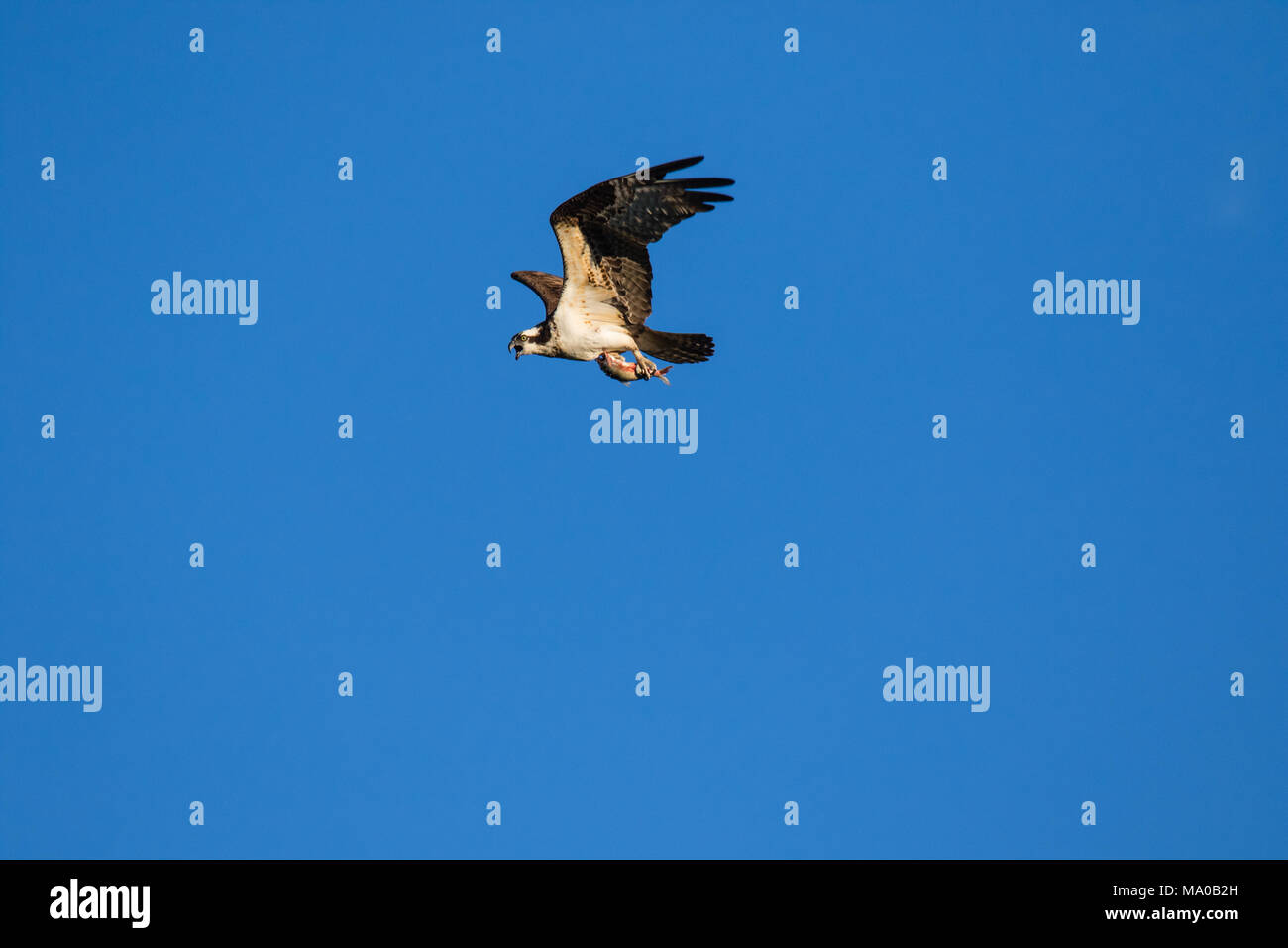 The Osprey (Pandion haliaetus), sometimes known as the sea hawk, fish ...