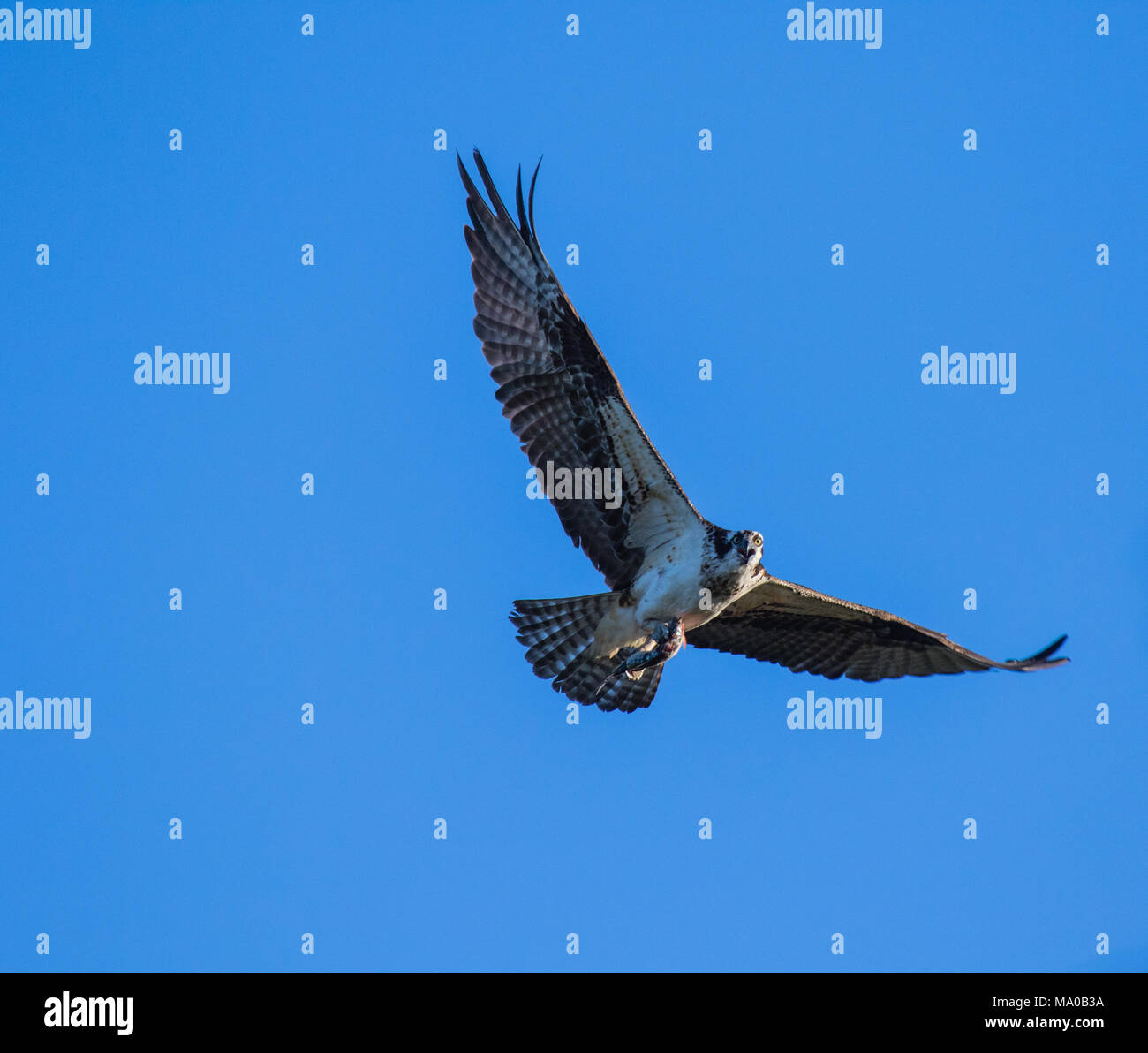 The Osprey (Pandion haliaetus), sometimes known as the sea hawk, fish ...
