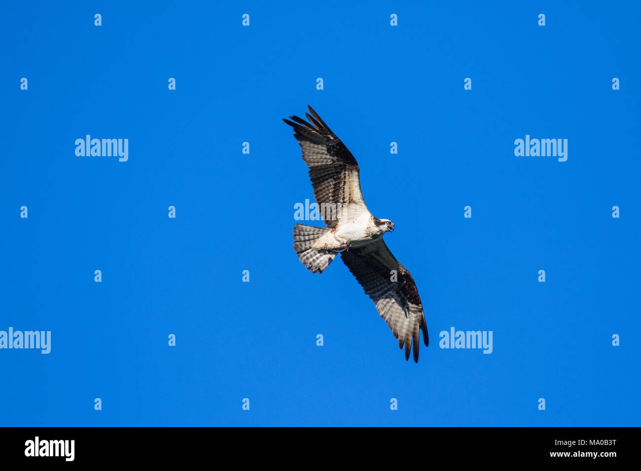 Amazingbird hi-res stock photography and images - Alamy