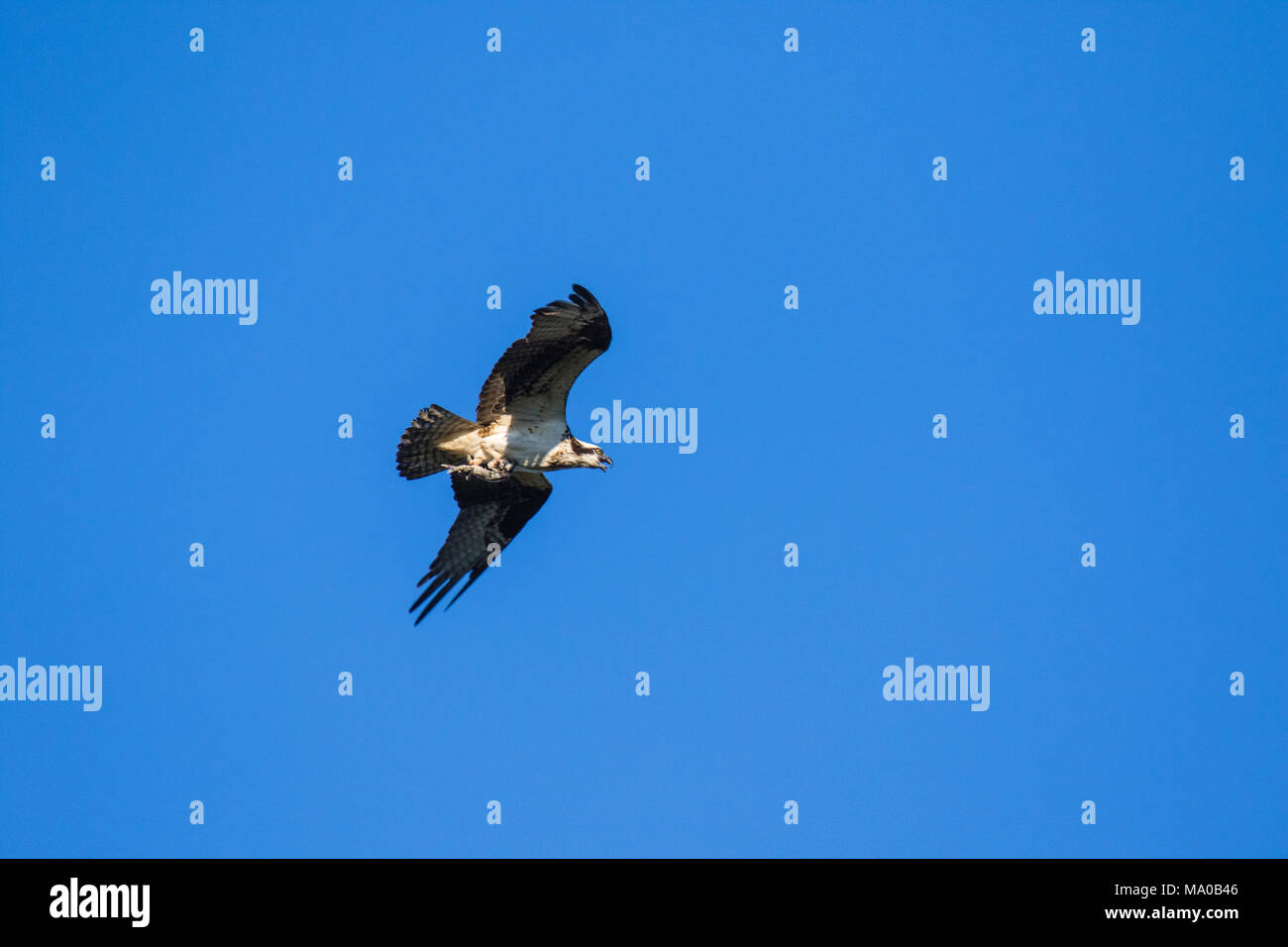 Ospreys Catching Fish, flying osprey. Sky background Western Osprey ...