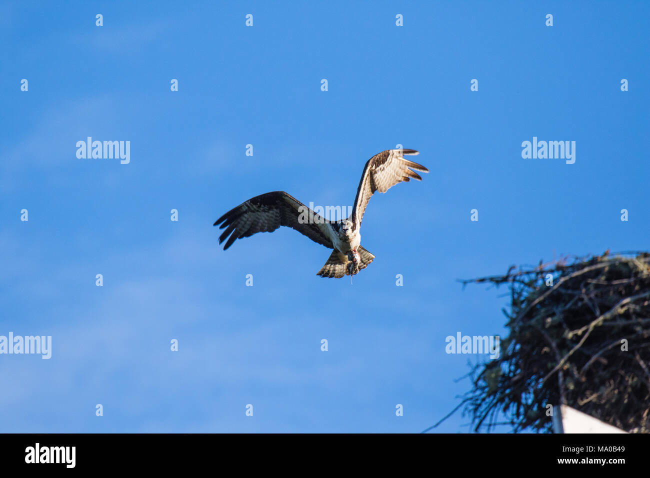 Flying osprey hi-res stock photography and images - Alamy