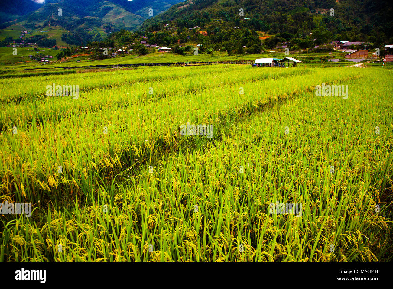 Ta pa rice fields, vietnam hi-res stock photography and images - Alamy