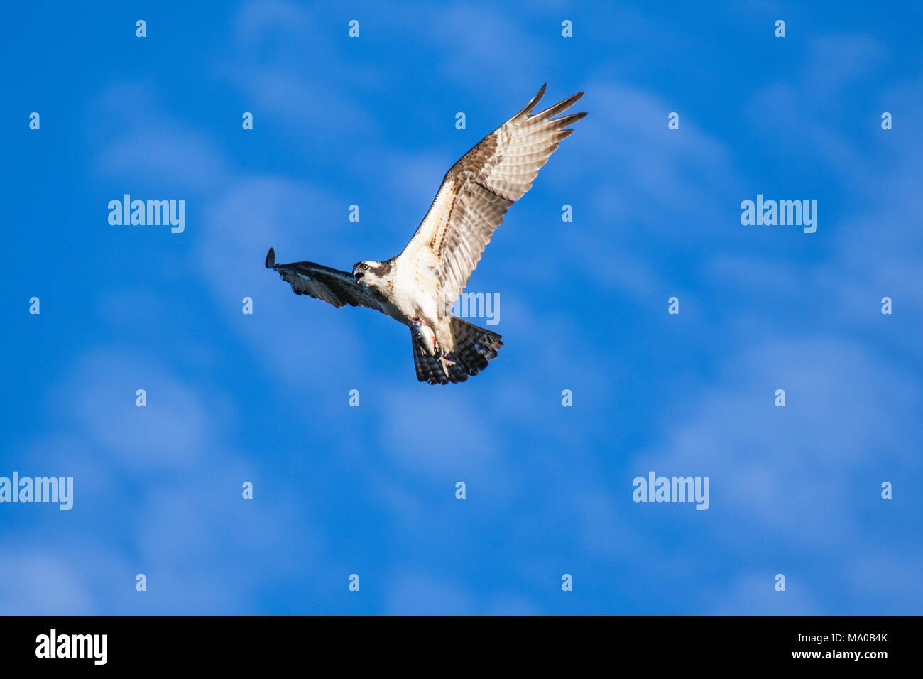 Ospreys Catching Fish, flying osprey. Sky background Western Osprey ...