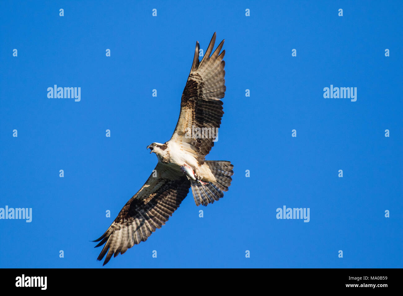 Flying osprey hi-res stock photography and images - Alamy