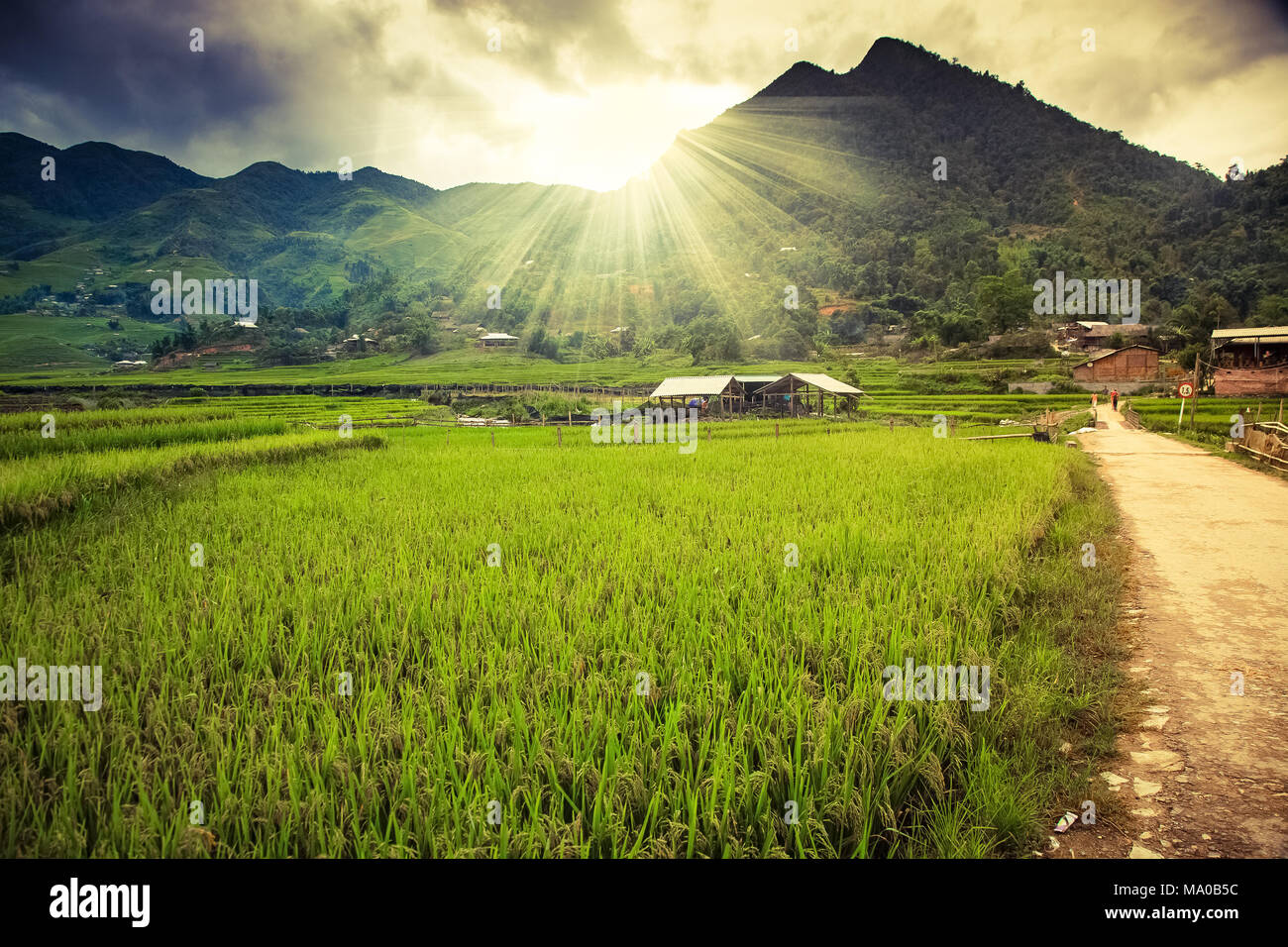 green rice fields in Ta Phin village, Sa Pa, Vietnam Stock Photo - Alamy