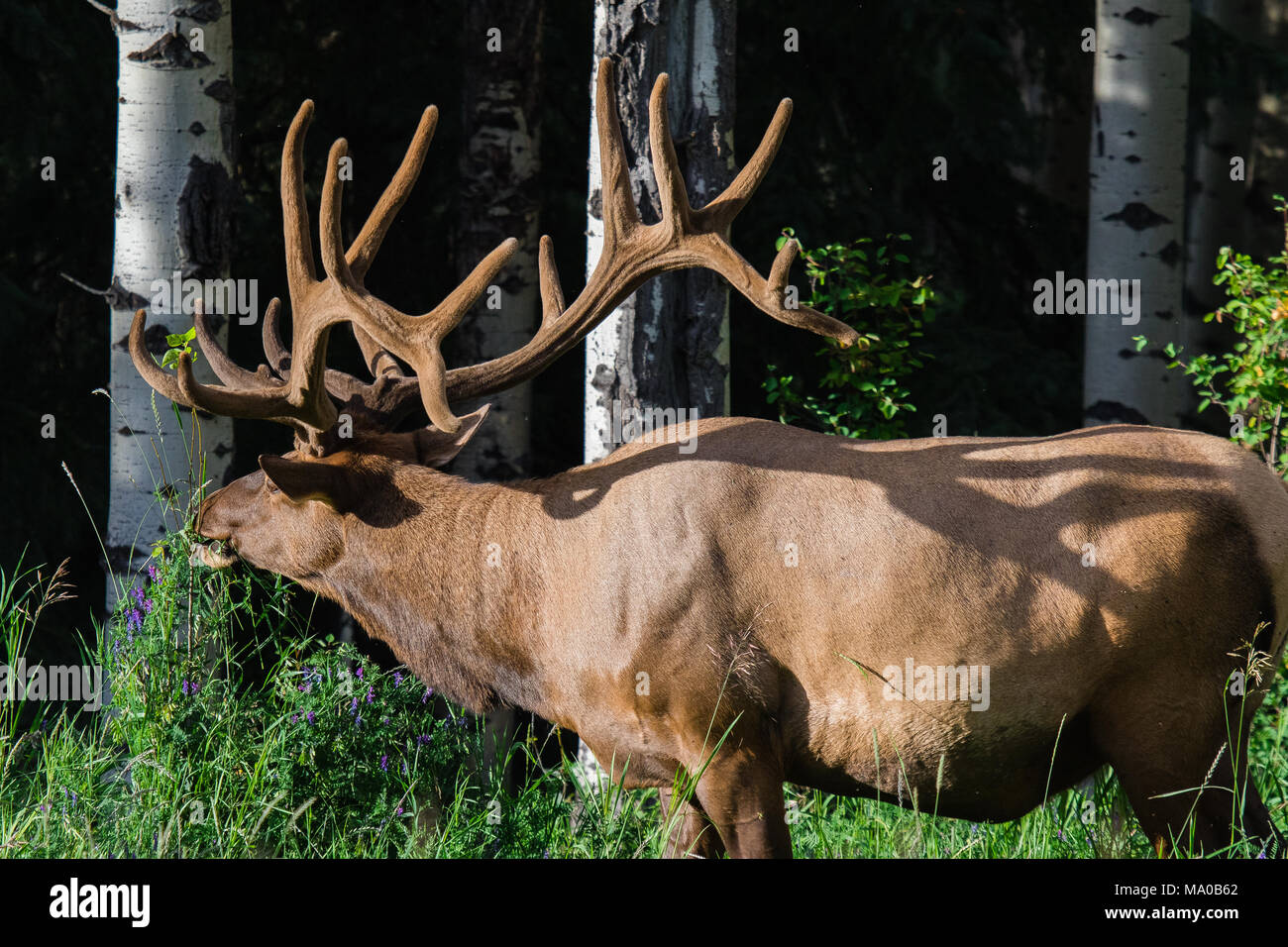 Big male elk at Banff National Park, Alberta, Canada Stock Photo - Alamy