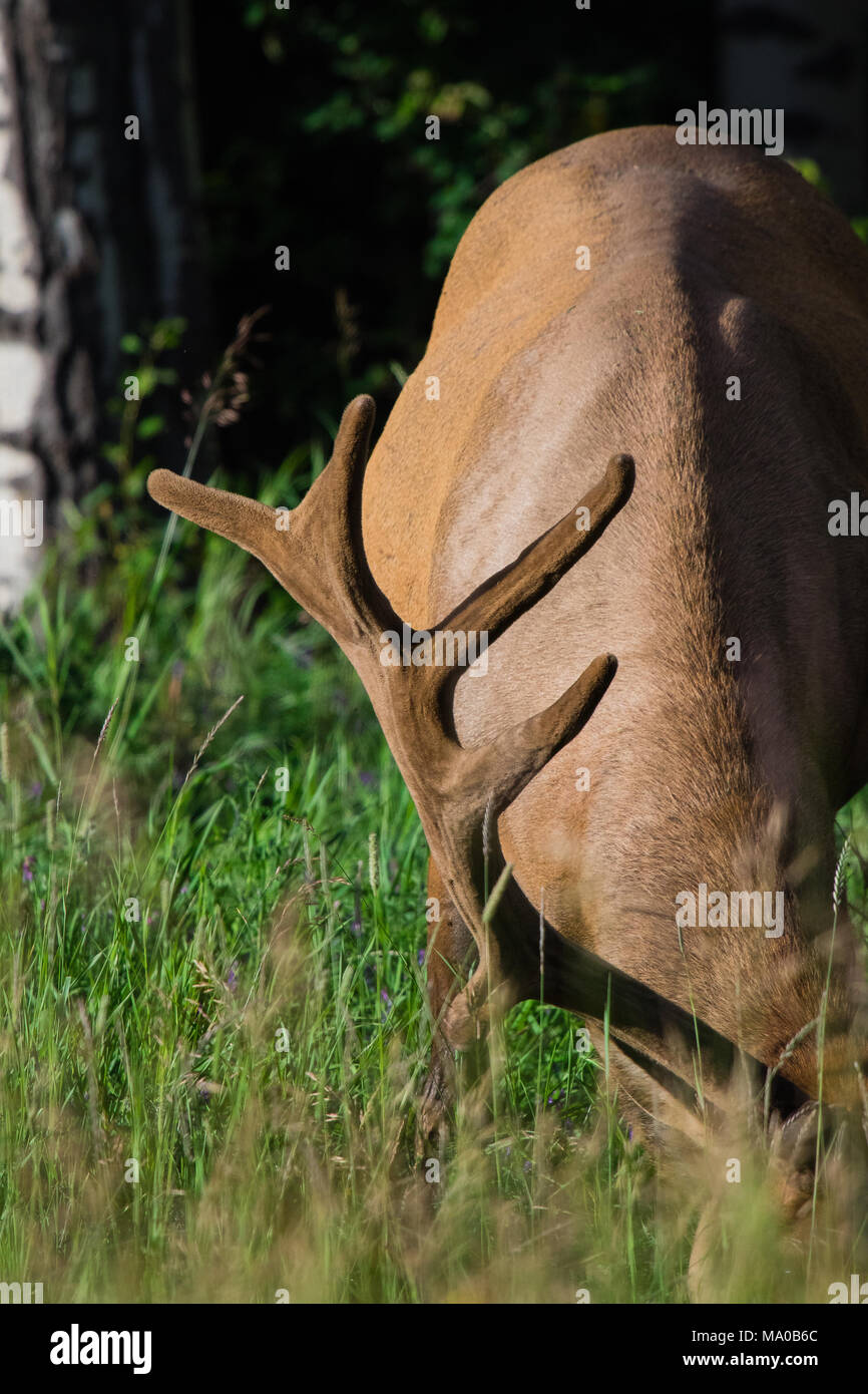 Big male elk at Banff National Park, Alberta, Canada Stock Photo - Alamy