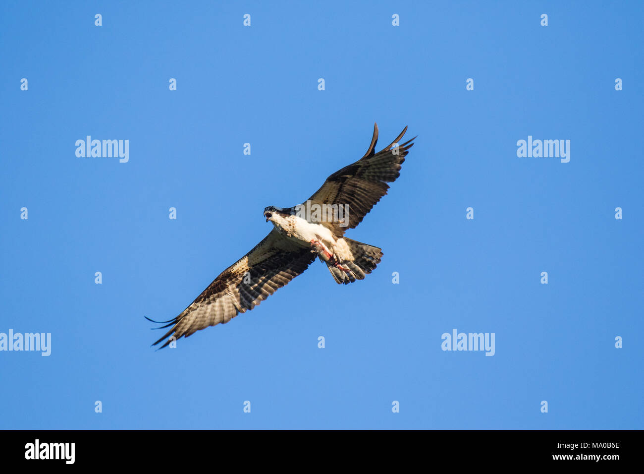 Falcon catching fish hi-res stock photography and images - Alamy