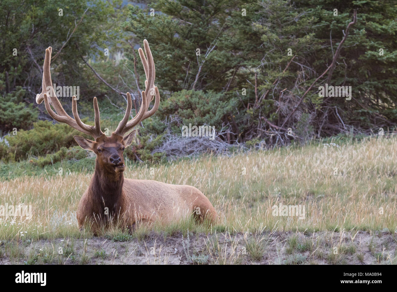 Bull elk with magnificent rack, resting amongst the wild grass in Banff ...