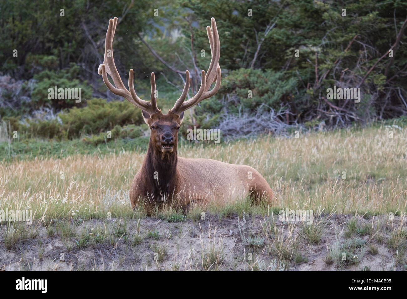 Bull elk with magnificent rack, resting amongst the wild grass in Banff ...