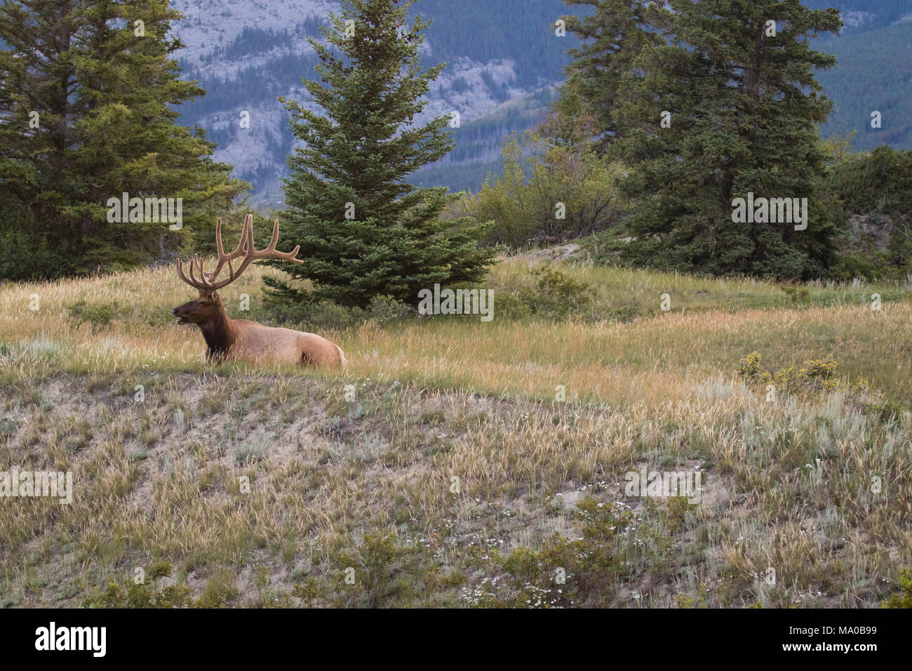 Bull elk with magnificent rack, resting amongst the wild grass in Banff ...