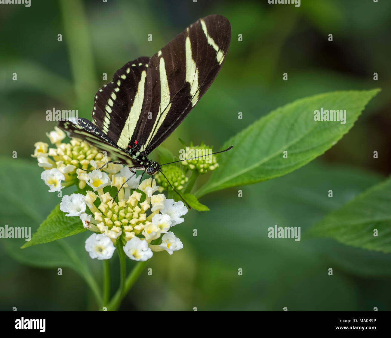 Zebra Longwing Butterfly Stock Photo - Alamy