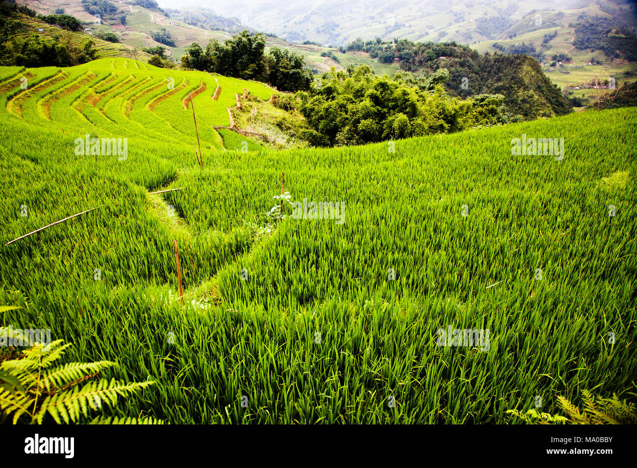 Sa pa myanmar hi-res stock photography and images - Alamy