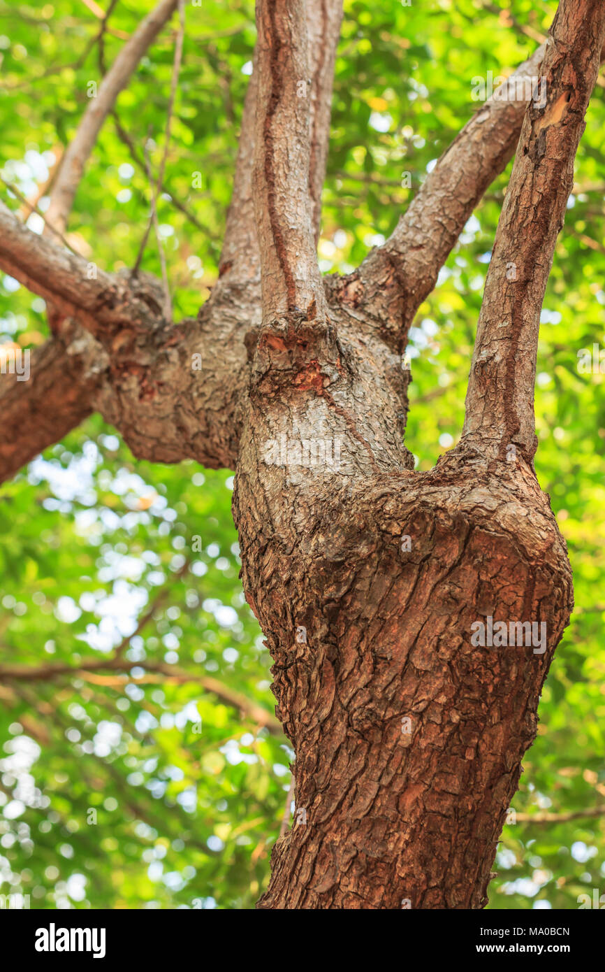 Tree and Green leaves Stock Photo - Alamy