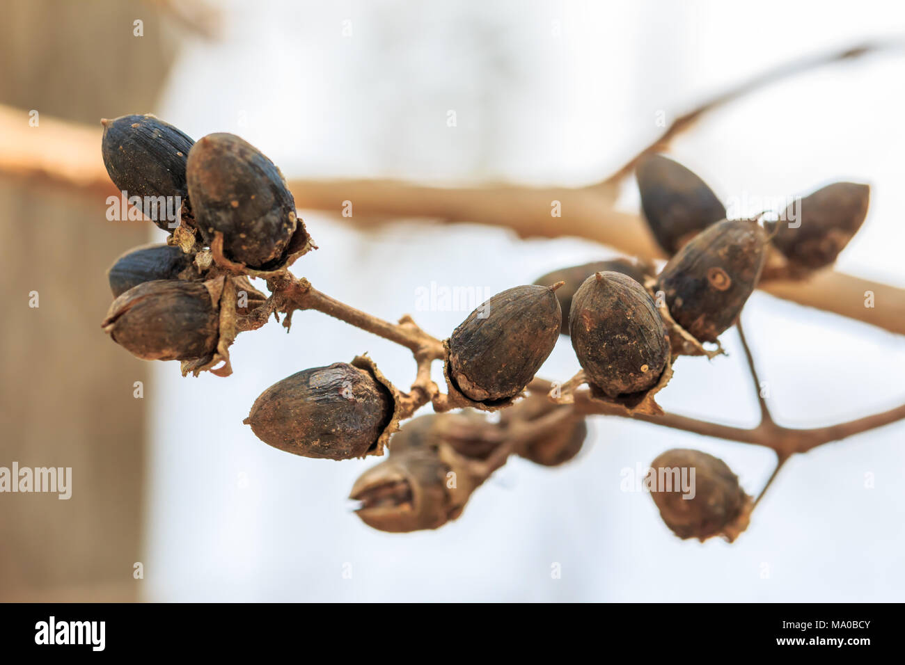 Lagerstroemia floribunda hi-res stock photography and images - Alamy