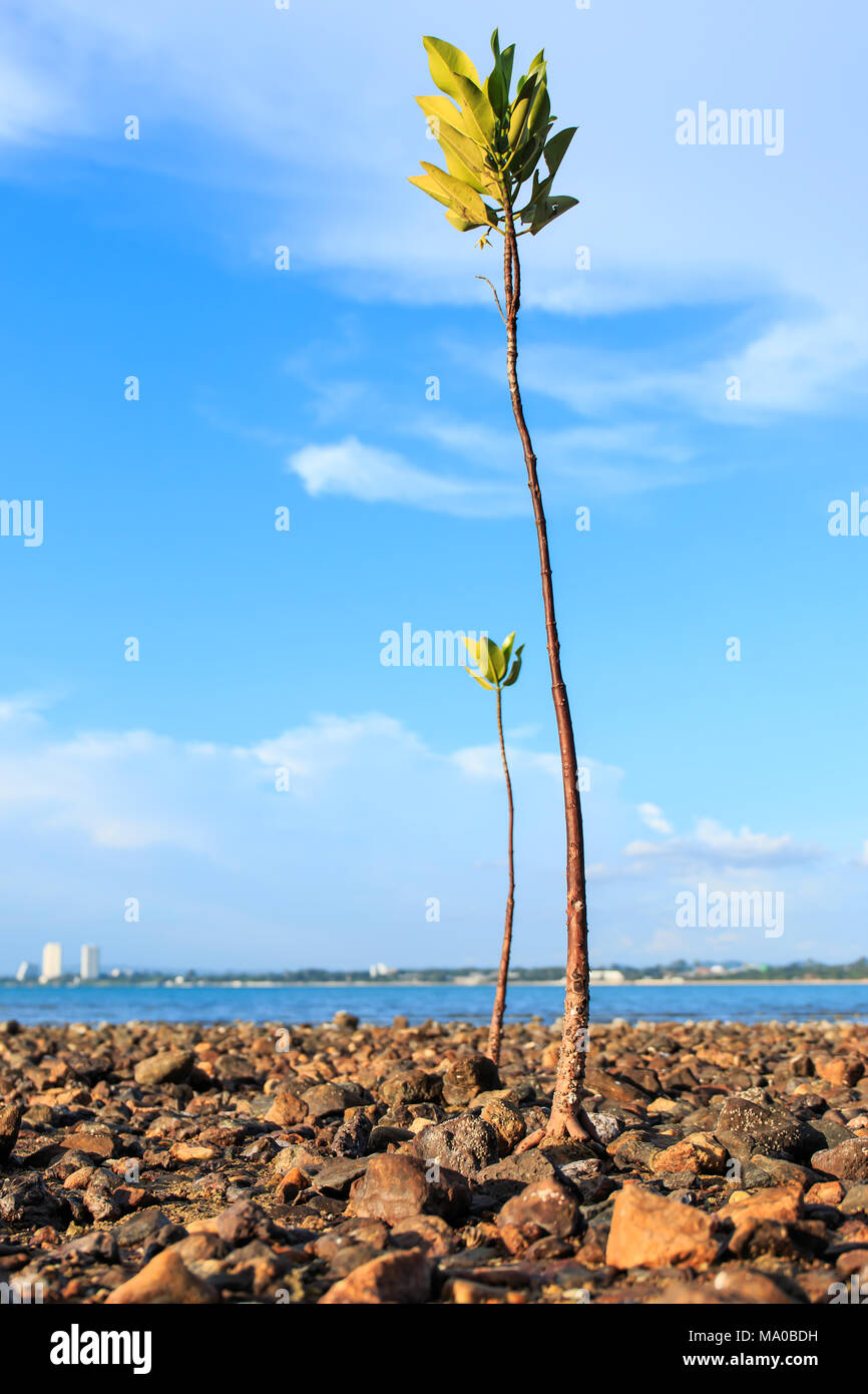 Two Mangroves tree in Bangsarae beach ,Thailand Stock Photo - Alamy