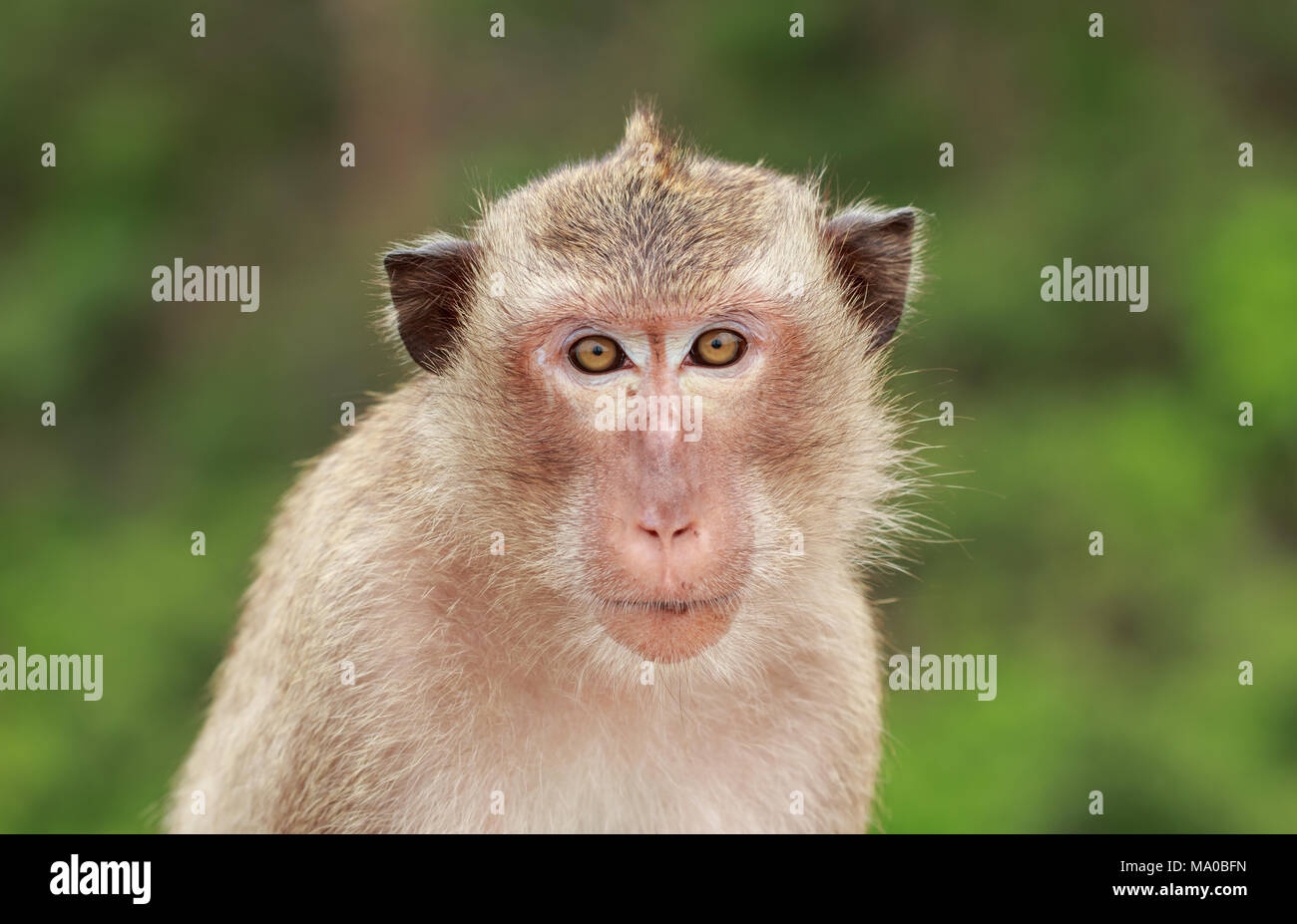 Close up Monkey face Stock Photo - Alamy