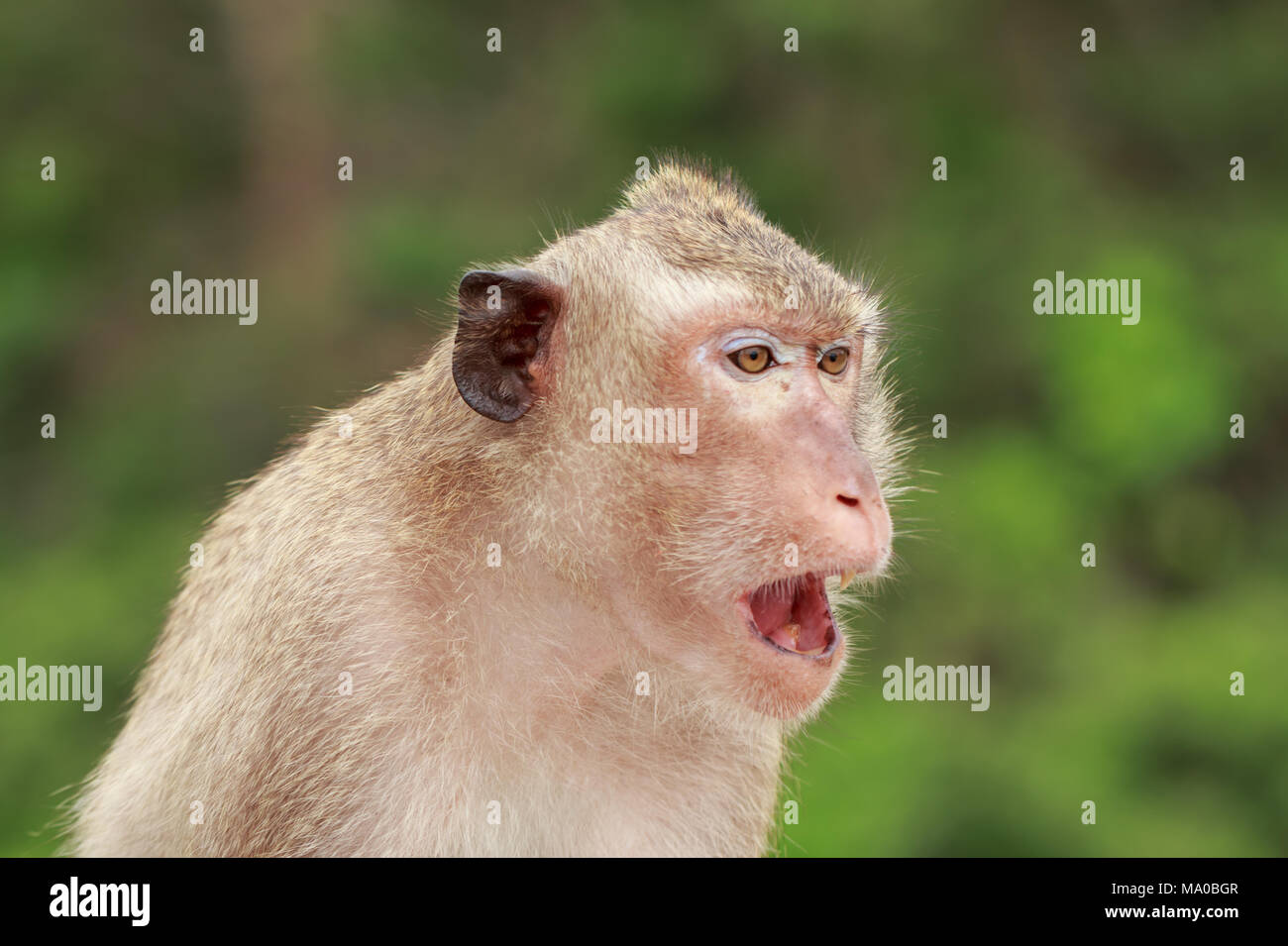 Close up Monkey face Stock Photo - Alamy Close up Monkey face Stock Photo - Alamy