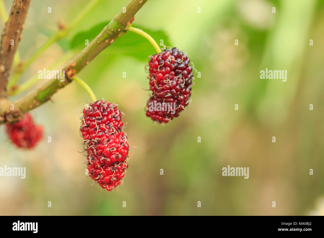 Mulberry vine hi-res stock photography and images - Alamy
