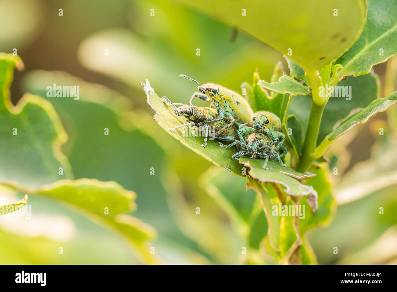 Greenish beetle hi-res stock photography and images - Alamy