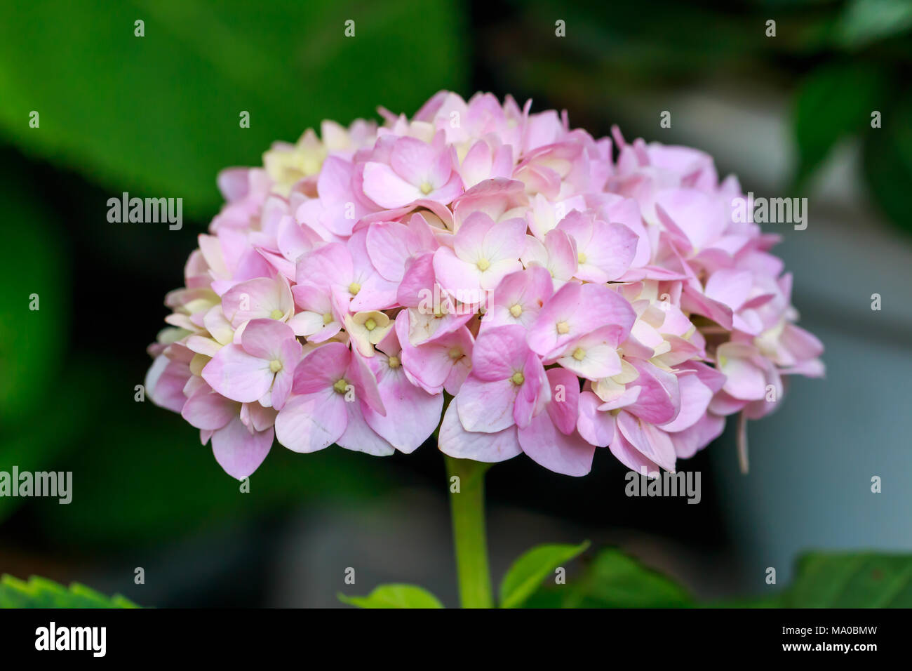 Delicate ivory petals hi-res stock photography and images - Alamy