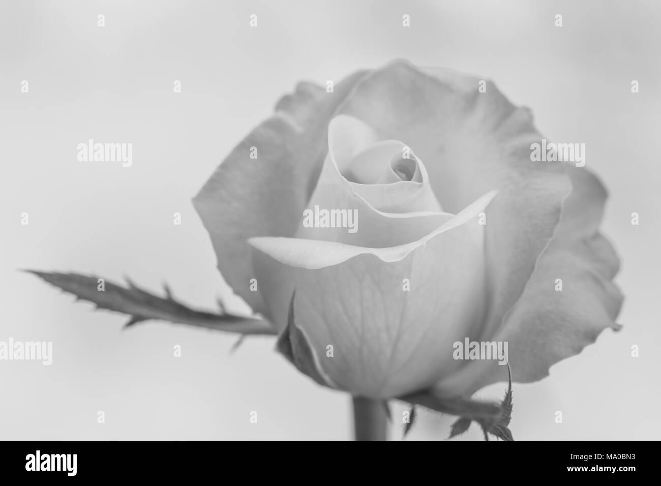 single rose with black and white tone Stock Photo - Alamy
