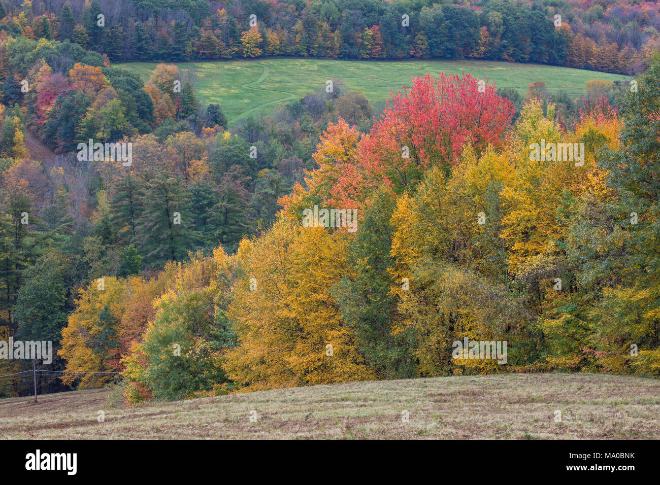 Tree with foliage ma hi-res stock photography and images - Alamy